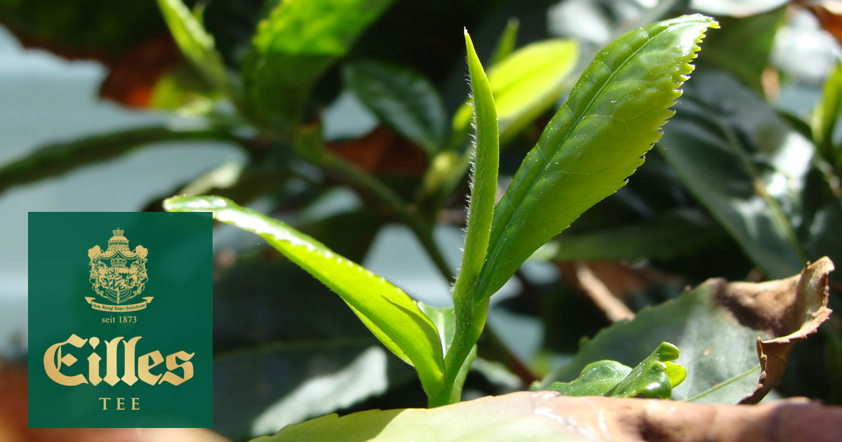 Teekunde | EILLES TEE