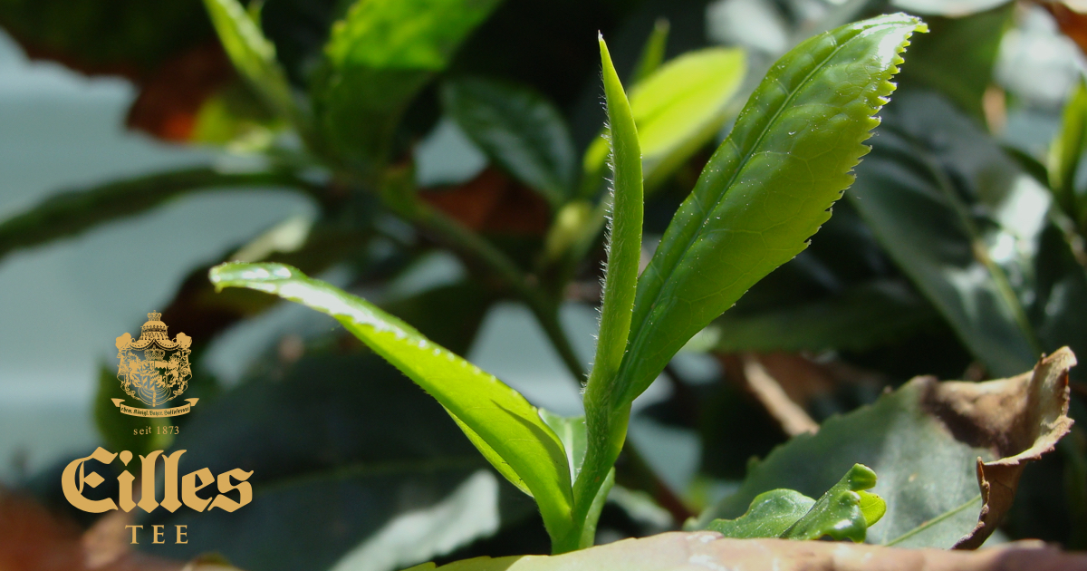Tea Varieties | EILLES TEE