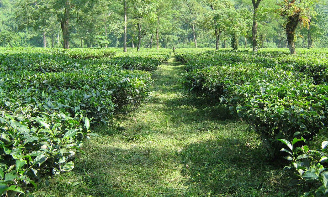 Teekunde | EILLES TEE